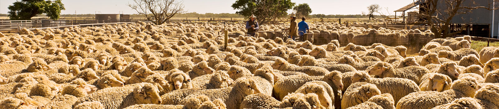 AFA | Australian Food & Agriculture